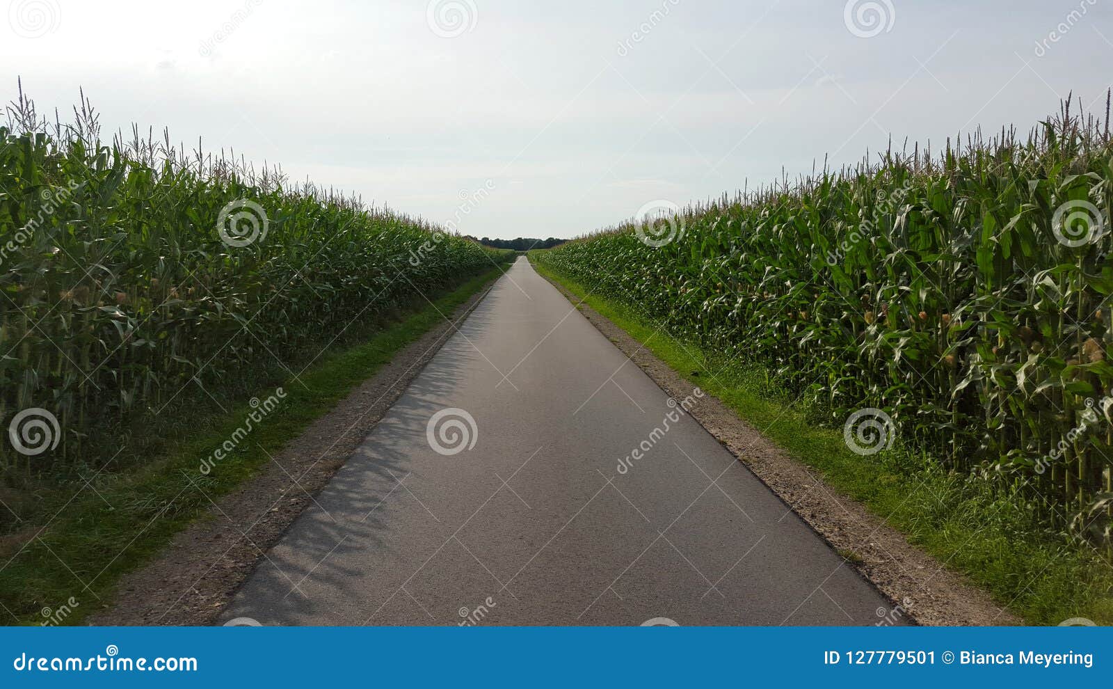 Corn Fields Devided through a Foot Path Stock Image - Image of ...