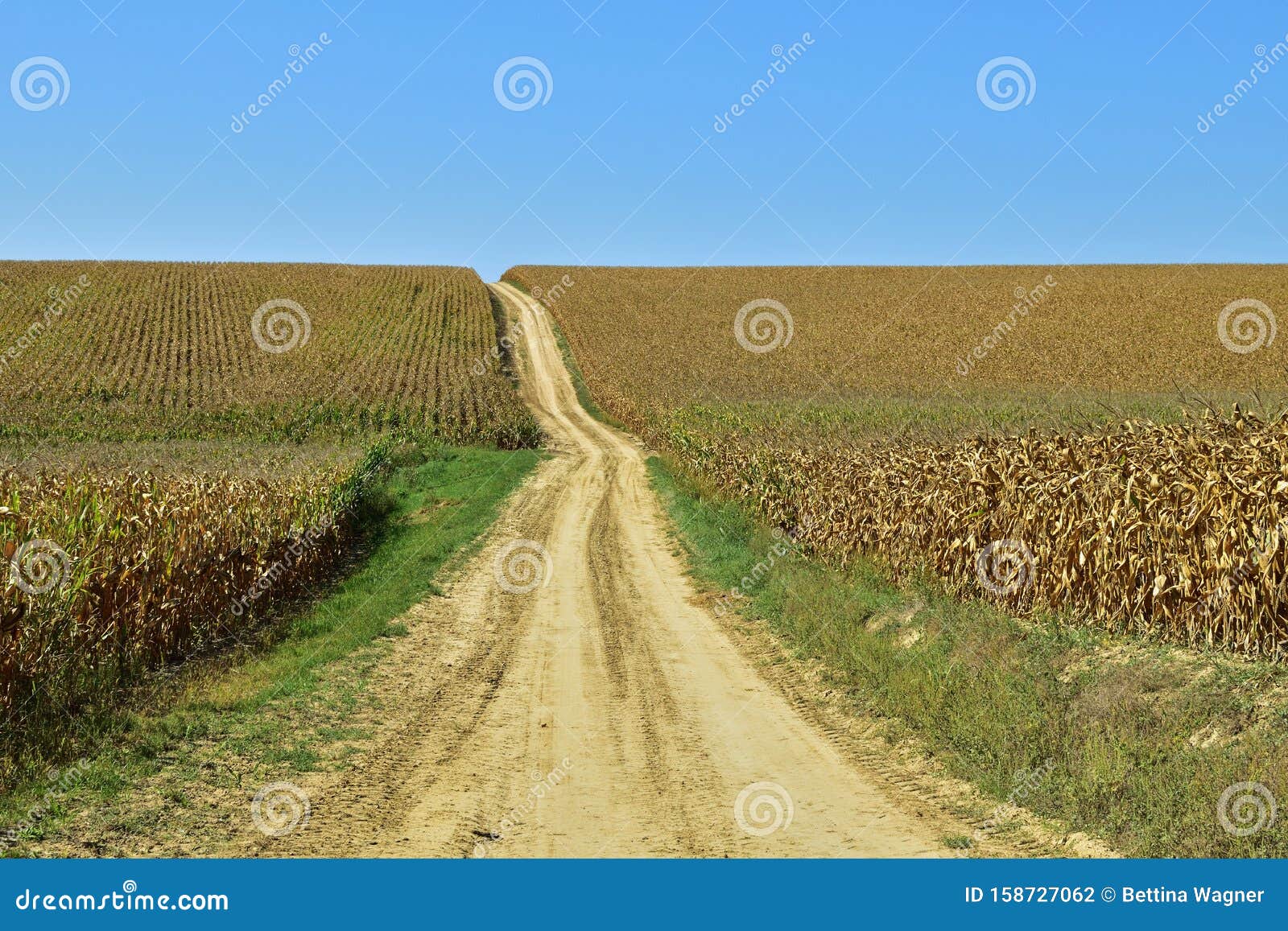 Corn fields with dirt road stock photo. Image of fields - 158727062