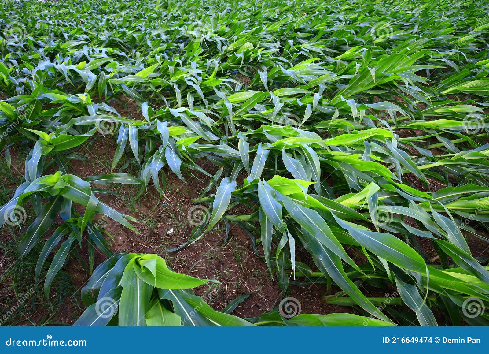 Corn Fields of Disaster, the Wind Blew Stock Photo - Image of closeup ...