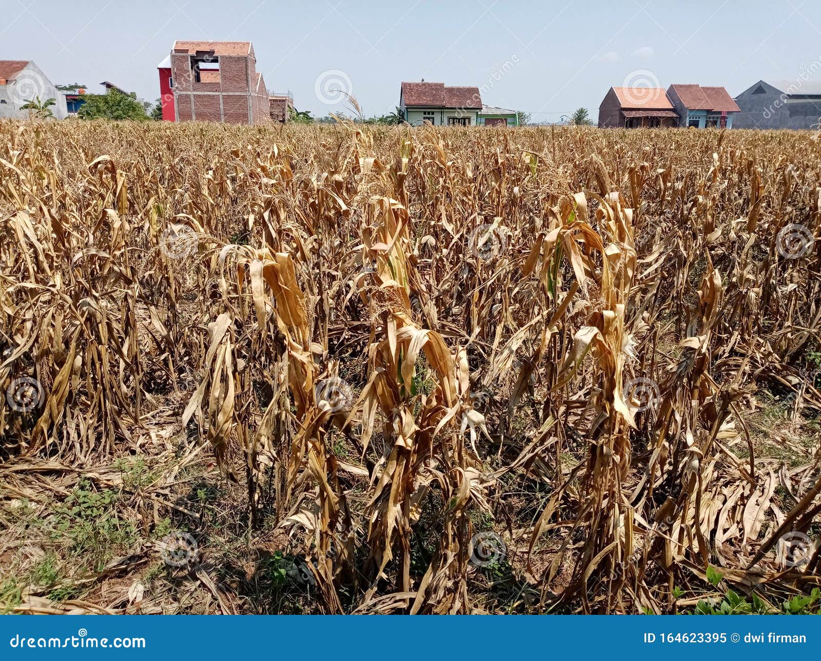 Corn Fields that Dry Up Due To Long Drought. Stock Image - Image of ...