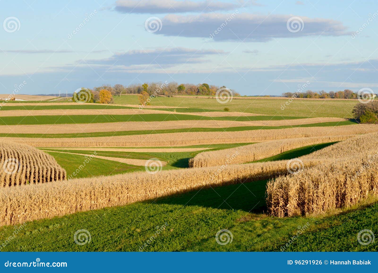 Corn Fields in Fall stock photo. Image of grass, agriculture - 96291926