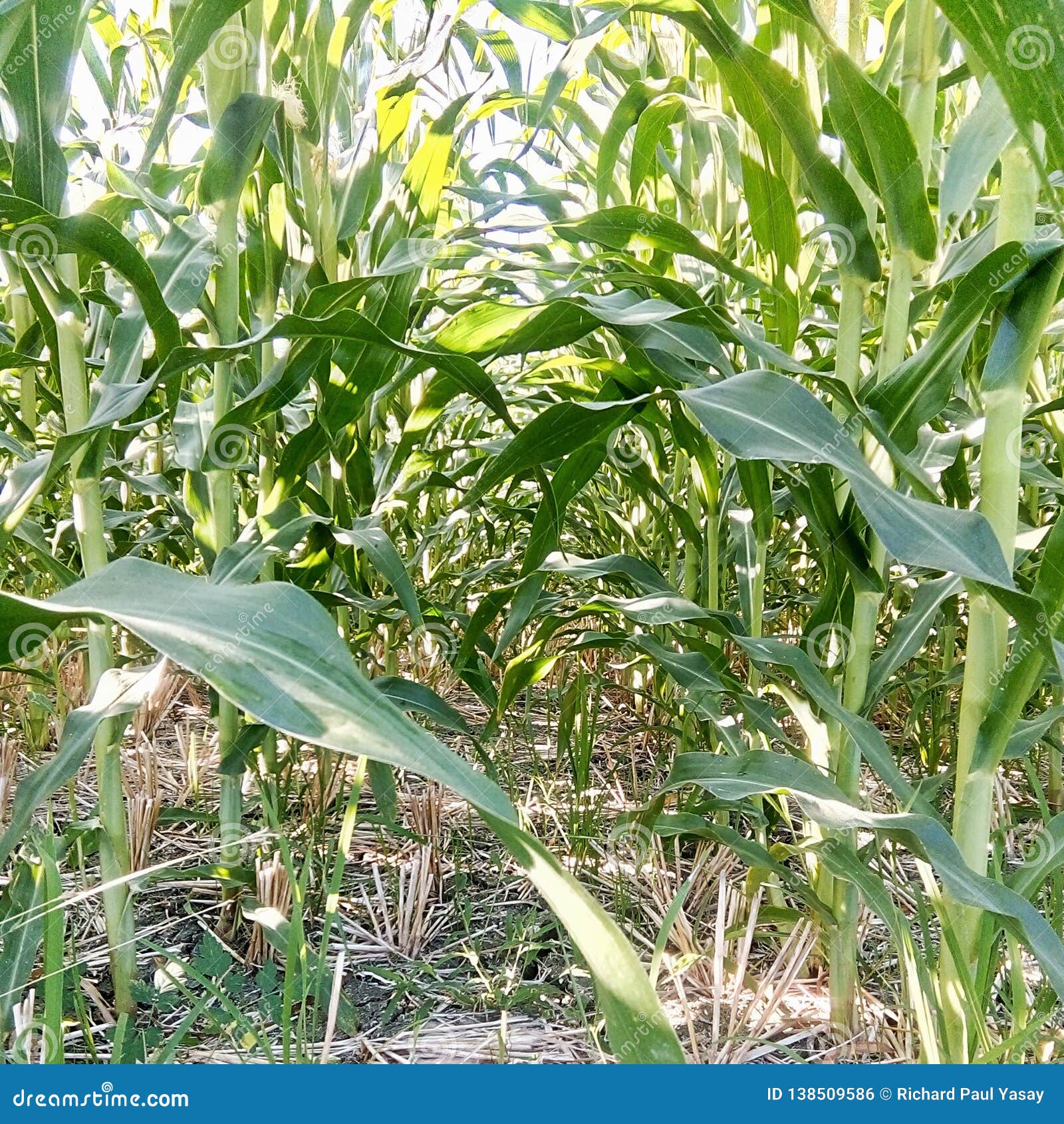 Corn fields stock photo. Image of inside, fields, shot - 138509586