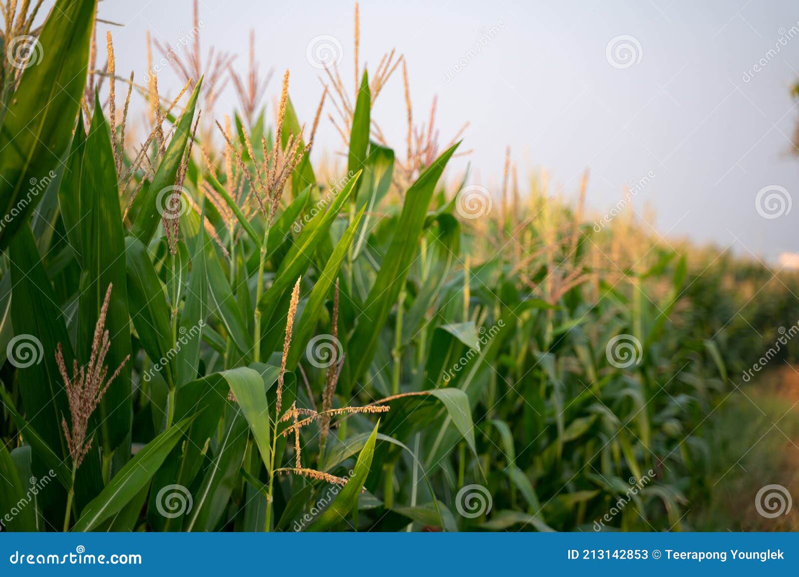 Corn Fields in the Fog Fill the Morning Sky Stock Image - Image of ...