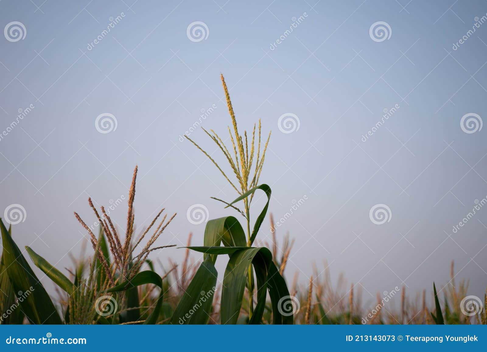 Corn Fields In The Fog Fill The Morning Sky Royalty-Free Stock Photo ...