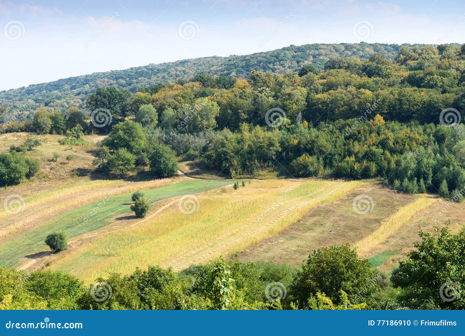 Corn Fields and Green Forest Landscape in Moldova Stock Photo - Image ...
