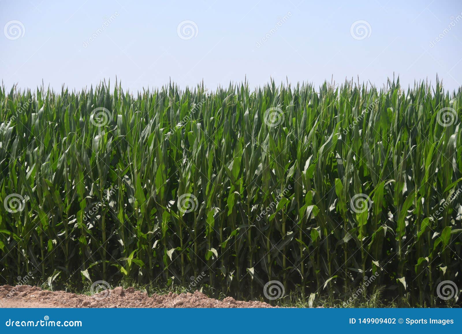 Corn fields. stock photo. Image of agricultrue, money - 149909402