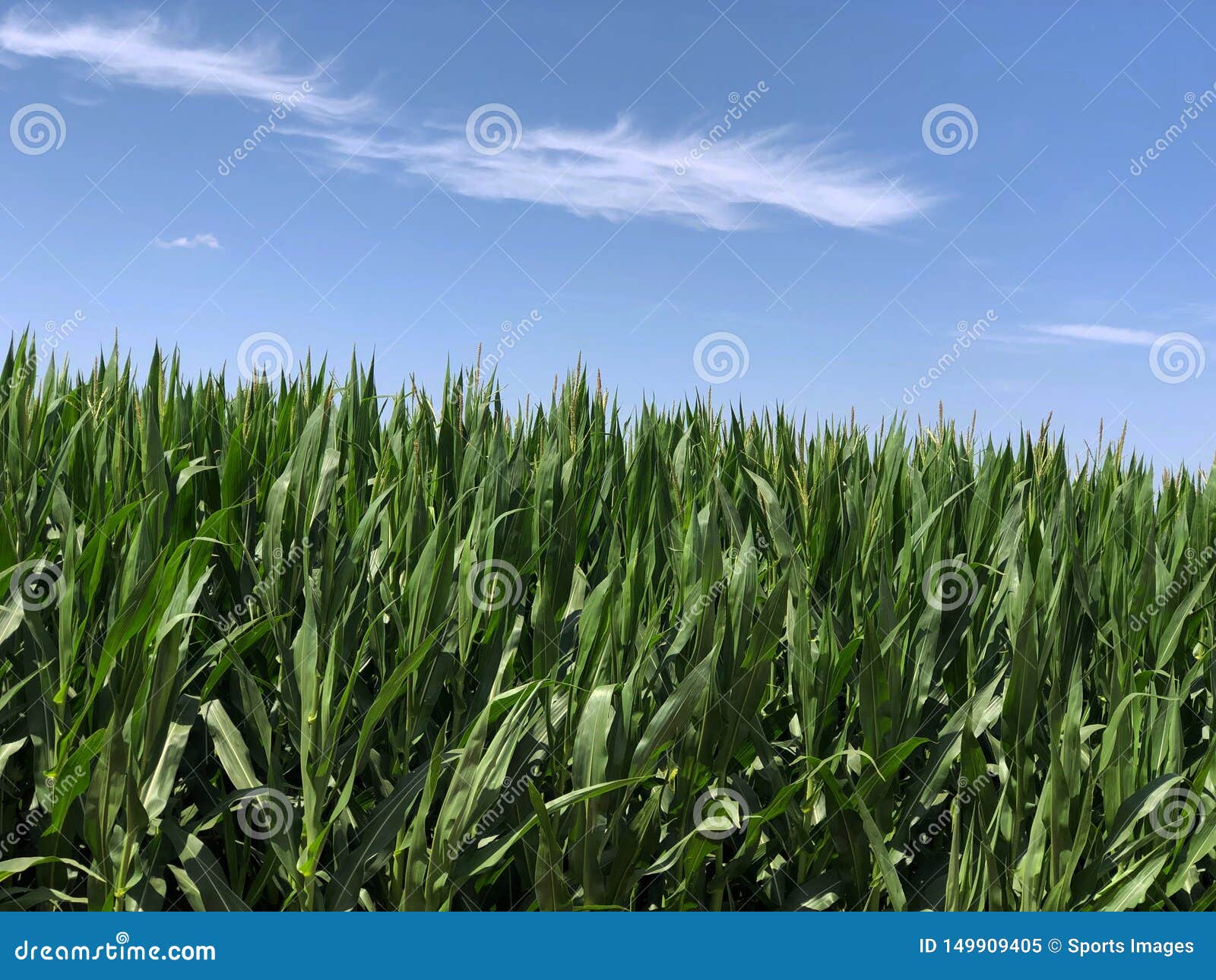 Corn fields. stock image. Image of cornfields, country - 149909405