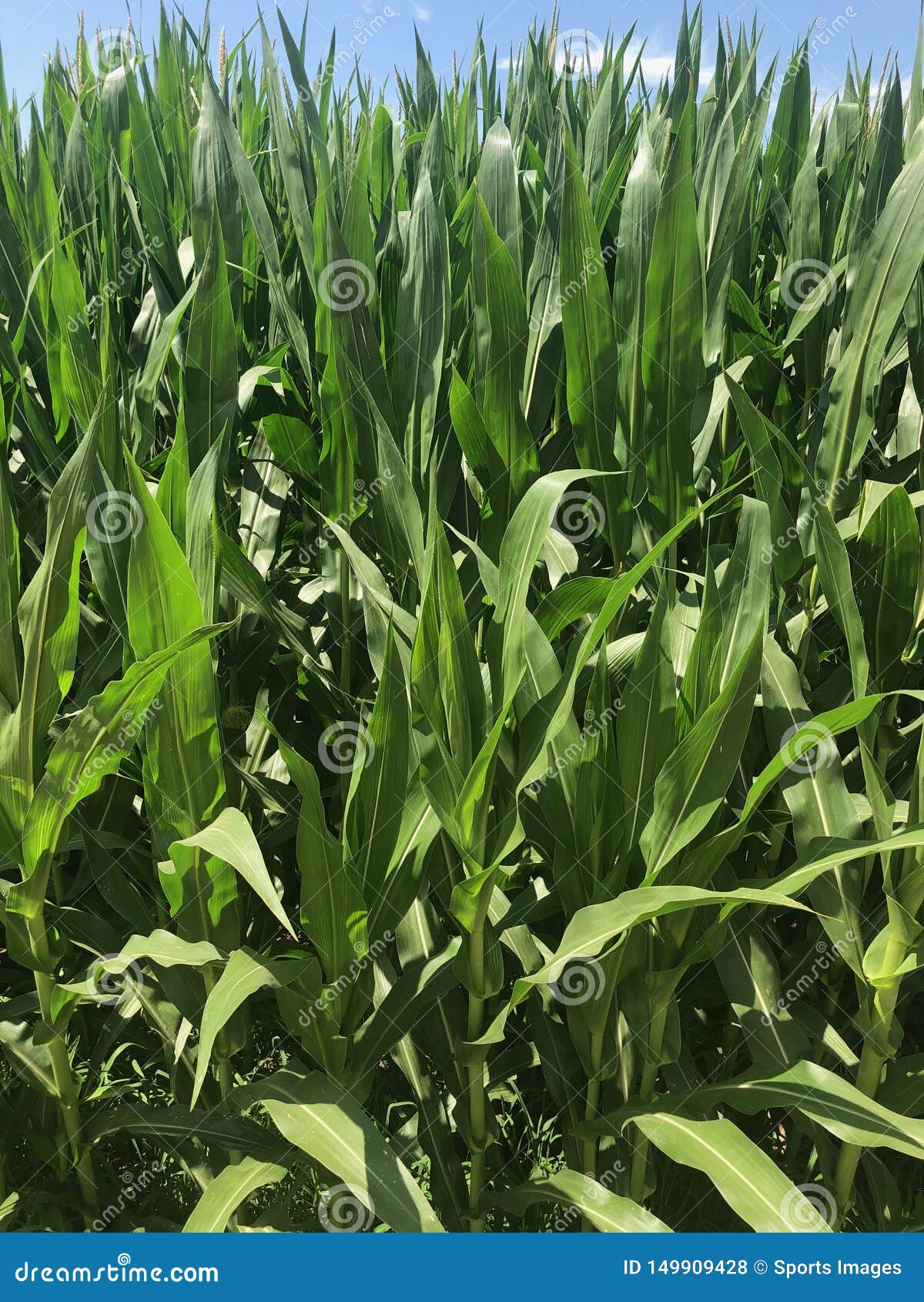 Corn fields. stock photo. Image of arizonan, landscape - 149909428
