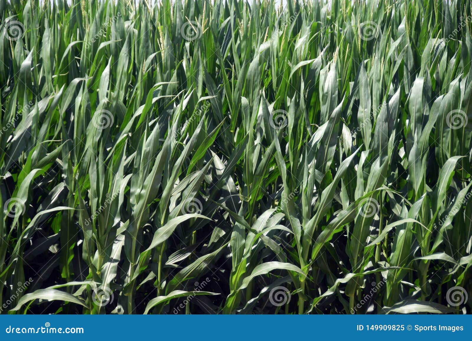 Corn fields. stock image. Image of growing, supermarkets - 149909825