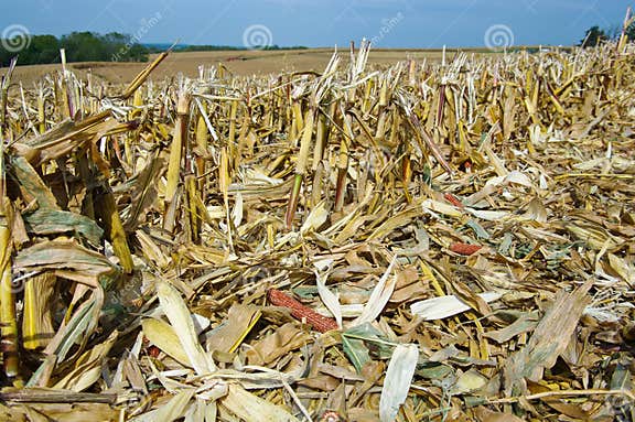 Corn Fields after Harvest stock photo. Image of cellulose - 18058178