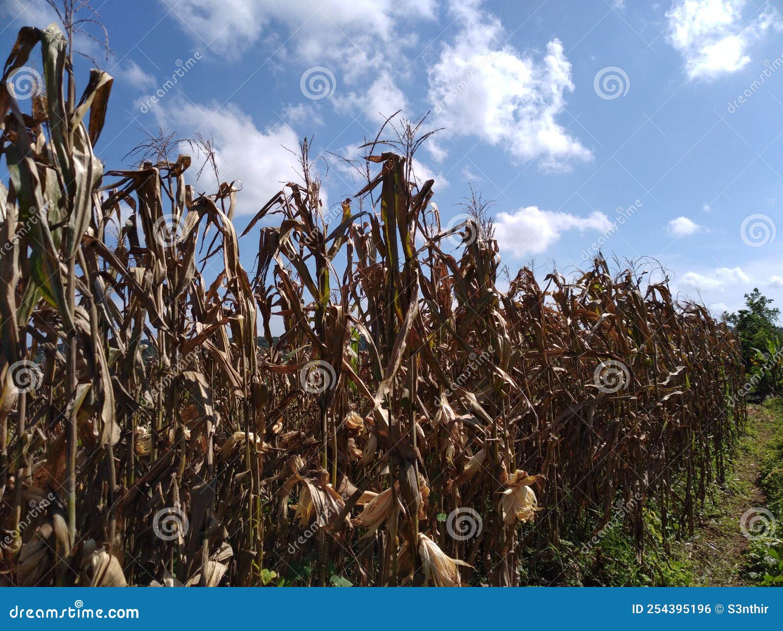 Corn Fields that Have Been Harvested at Noon Stock Photo - Image of ...