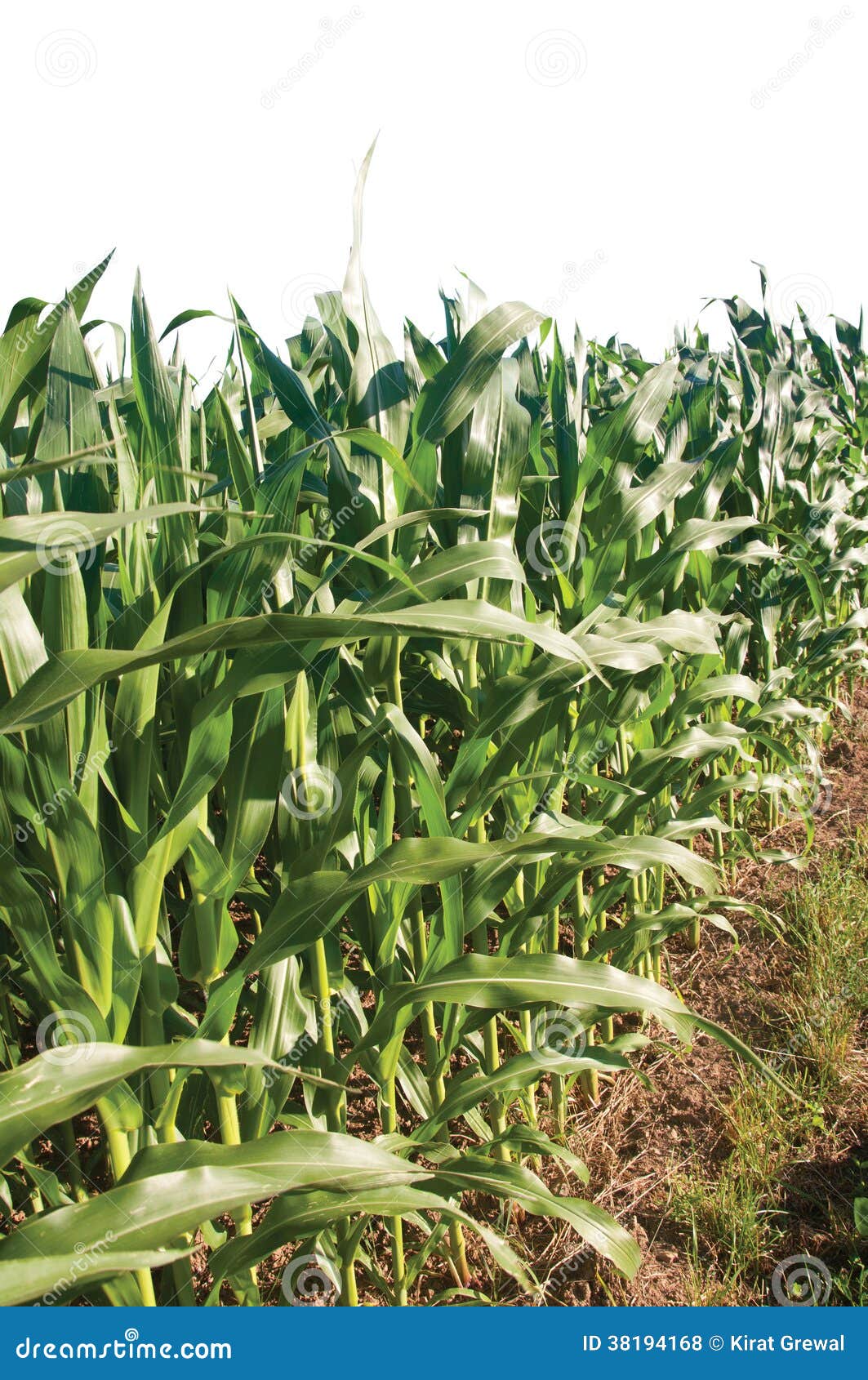 Corn Fields Isolated stock photo. Image of food, organic - 38194168