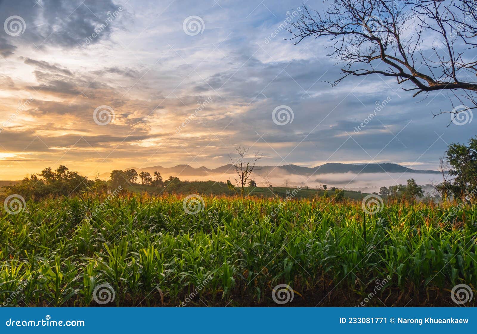 Corn Fields with Mountain View and Morning Sunshine Stock Image - Image ...