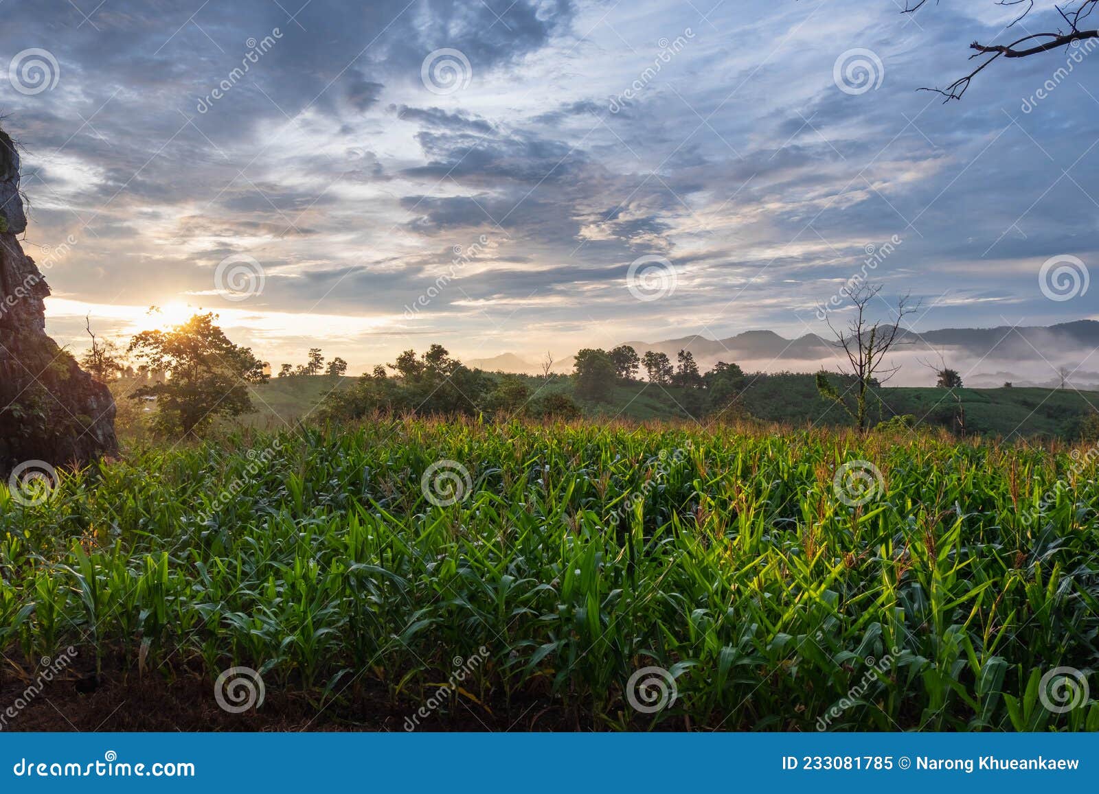 Corn Fields with Mountain View and Morning Sunshine Stock Image - Image ...