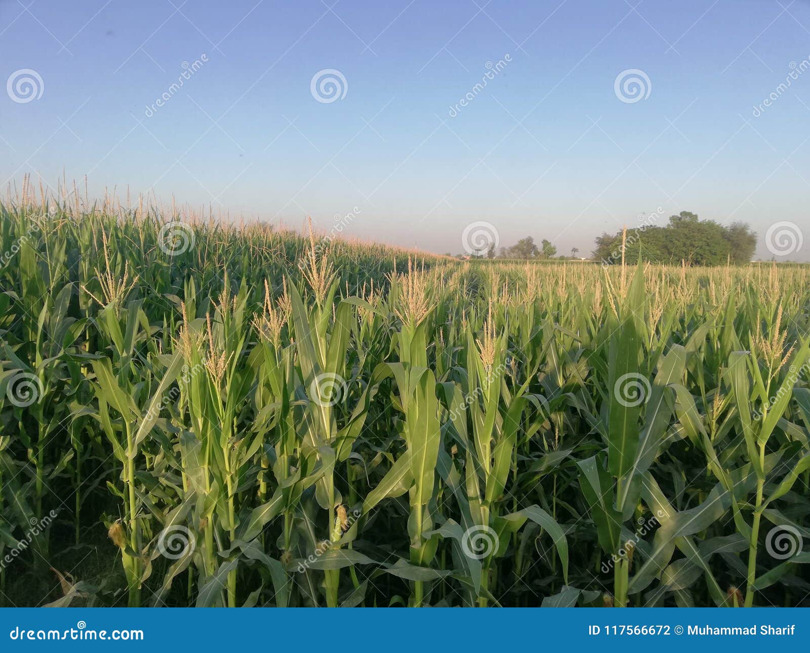 Okara Pakistan Photos - Free & Royalty-Free Stock Photos from Dreamstime