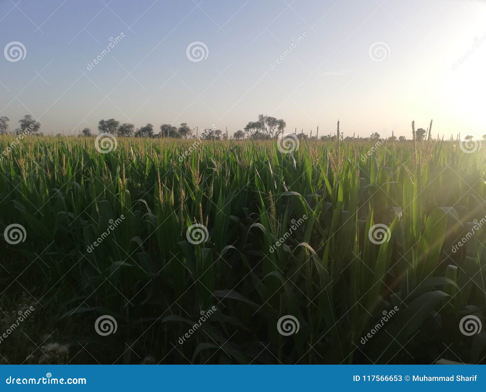 Corn fields stock image. Image of corn, 403r, pakistan - 117566653