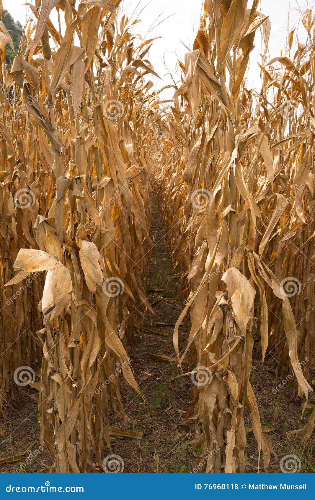 Corn Fields Ready for Harvest Stock Photo - Image of october, illinois ...