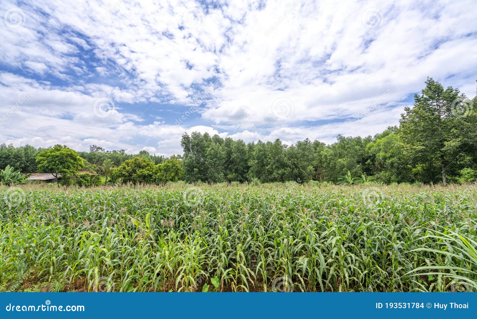 Corn Fields Ready To Be Harvested in the Rural Highlands Stock Photo ...
