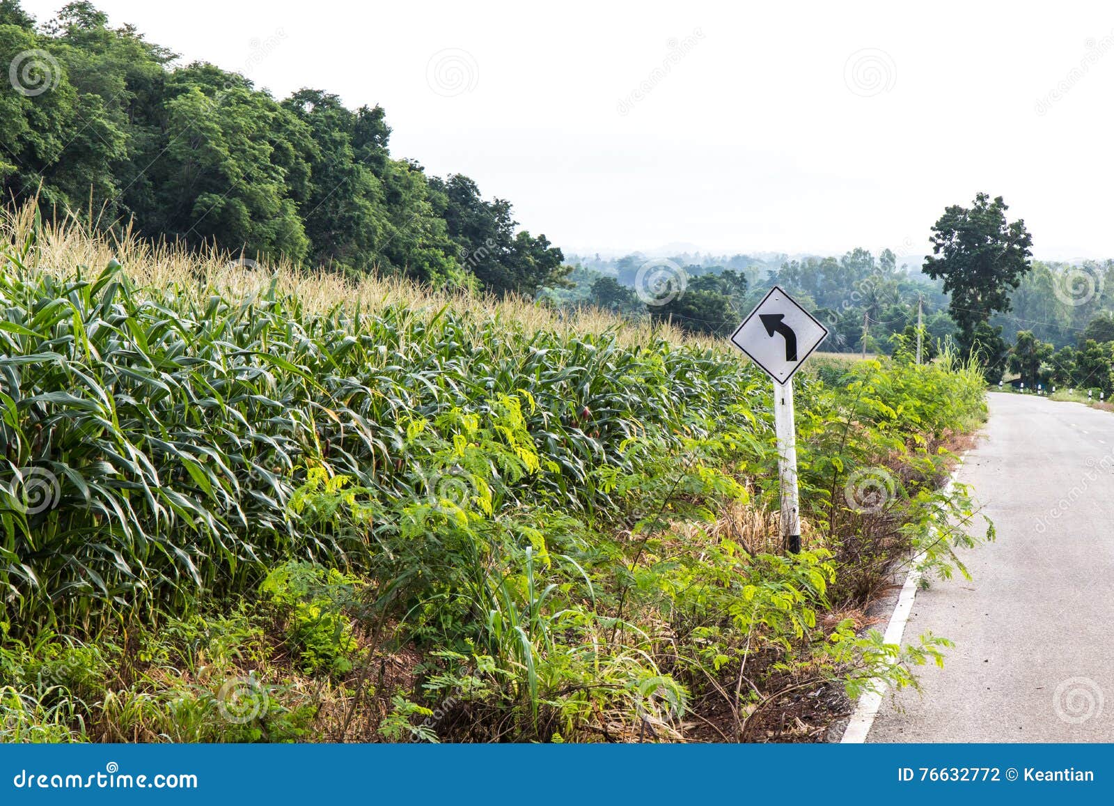 Corn Fields with Road Signs. Stock Photo - Image of growth, mountain ...