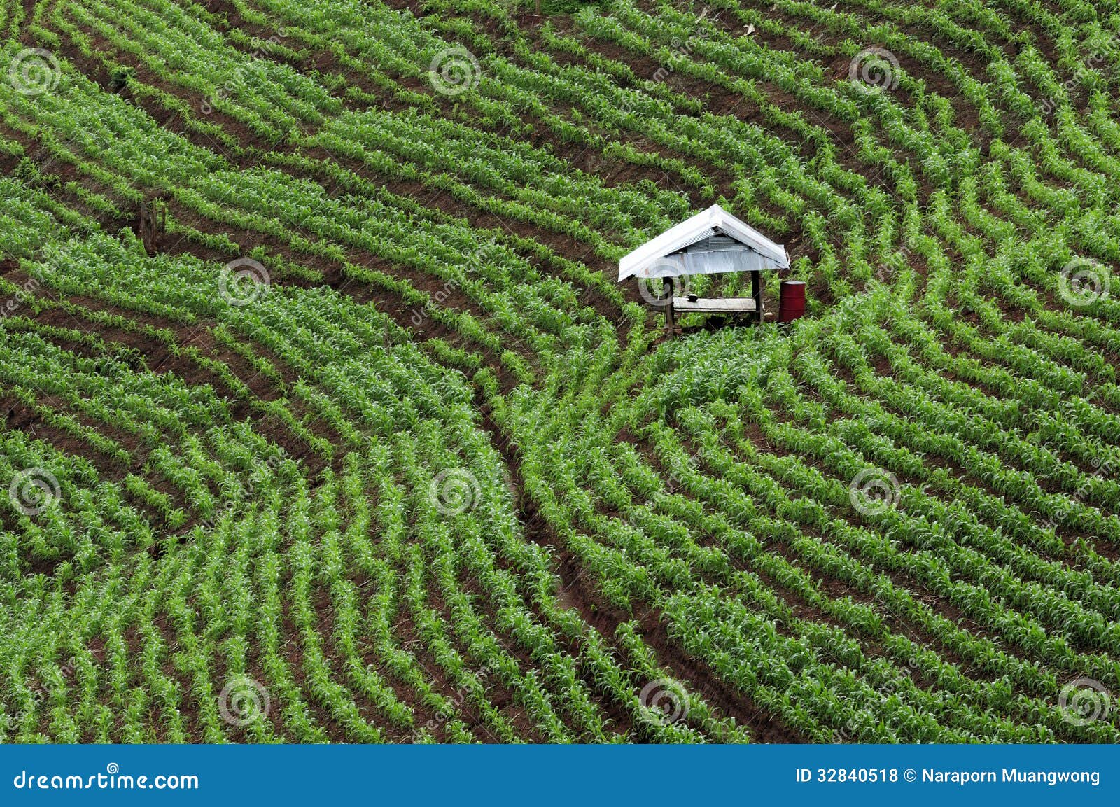 Corn fields stock photo. Image of hutch, agriculture - 32840518