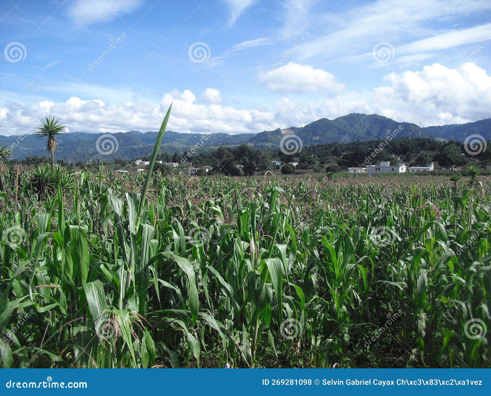 Corn Fields in Sololá Guatemala Stock Photo - Image of flower ...