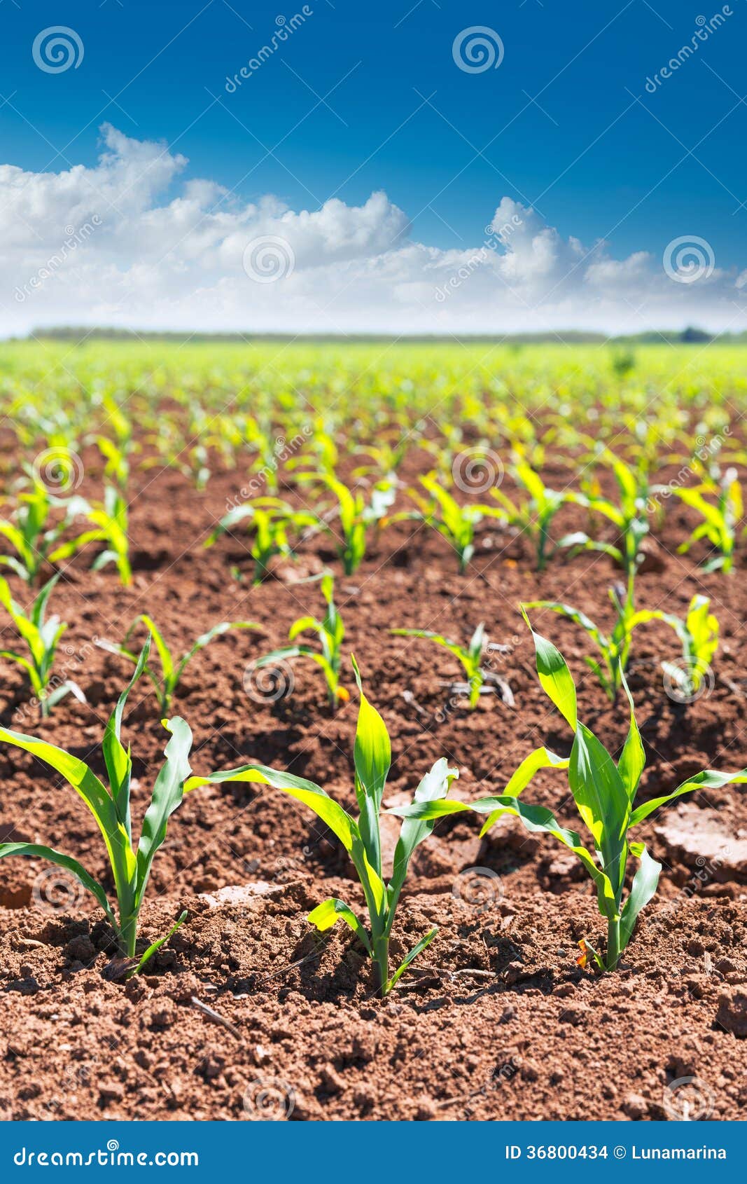 Corn Fields Sprouts in Rows in California Agriculture Stock Photo ...