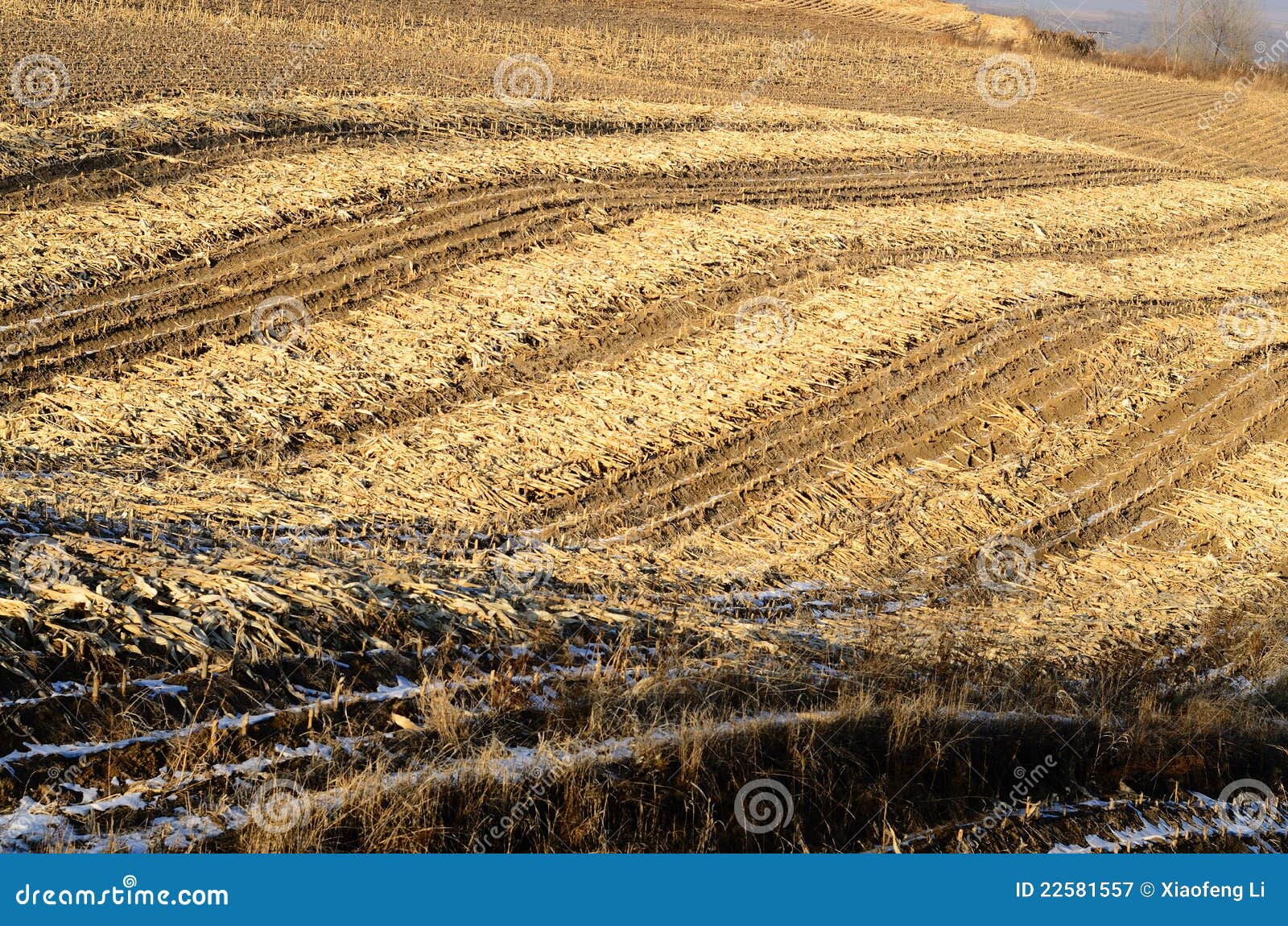 Corn Fields Textures after Harvestry Stock Image - Image of asia ...