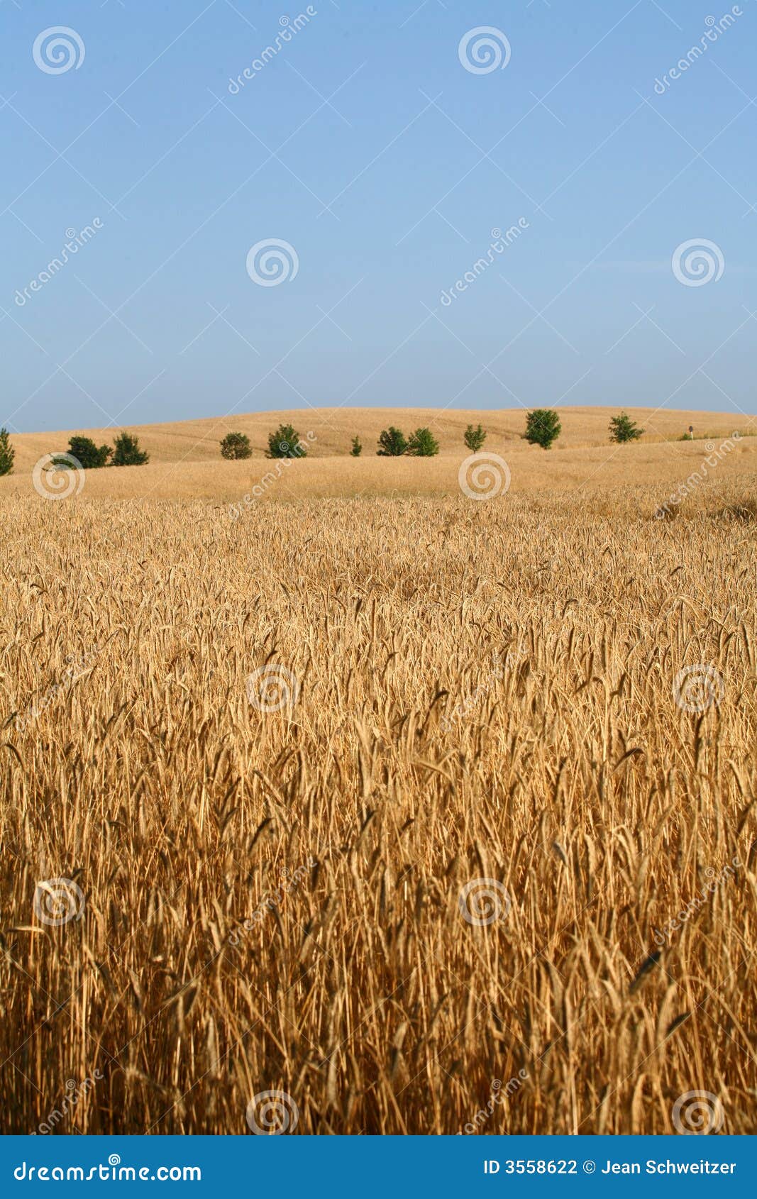 Corn filed stock photo. Image of landscape, rural, plant - 3558622