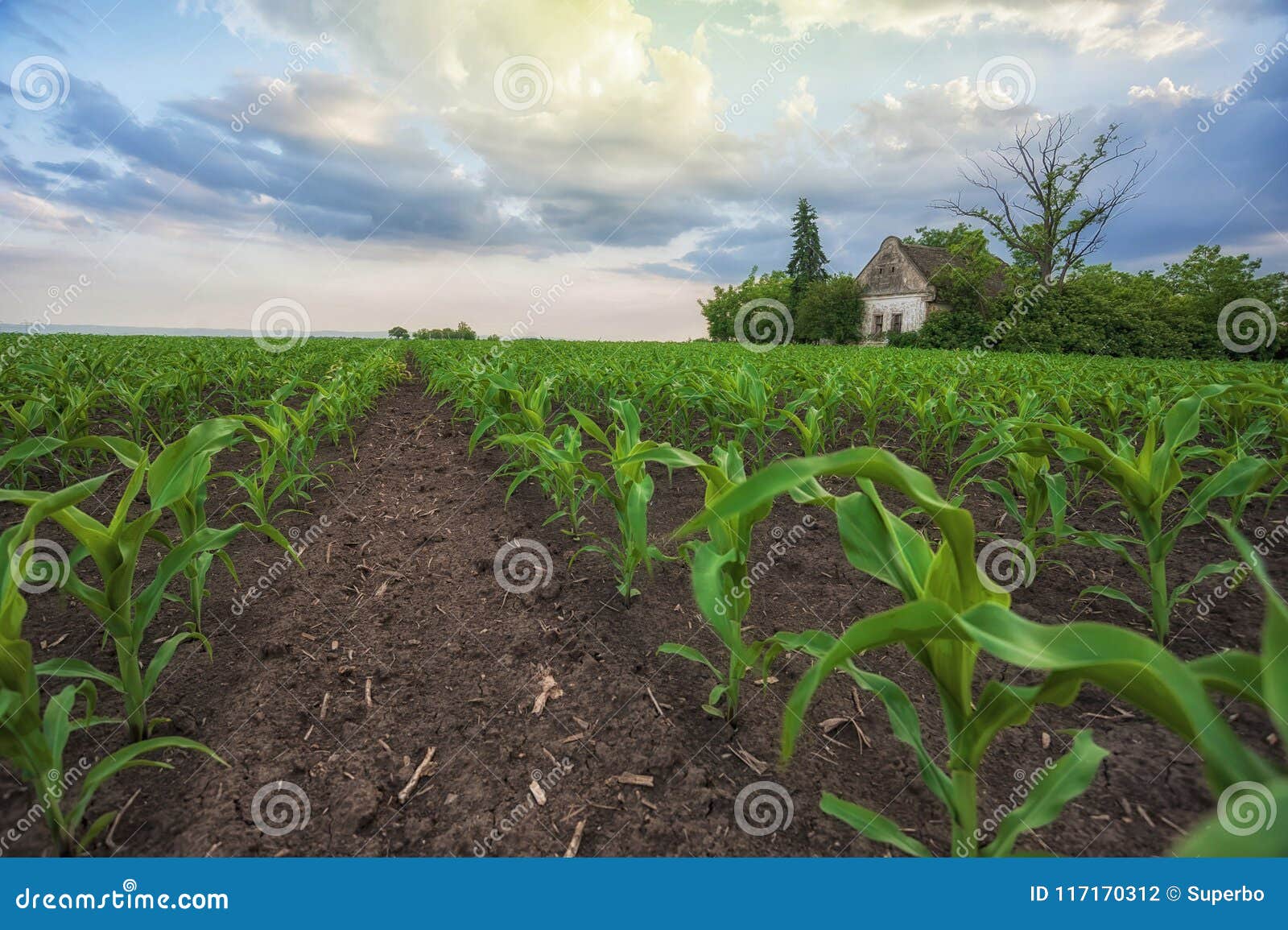 Corn Fileds Agricultural Abandoned Old Ranch Stock Photo - Image of ...
