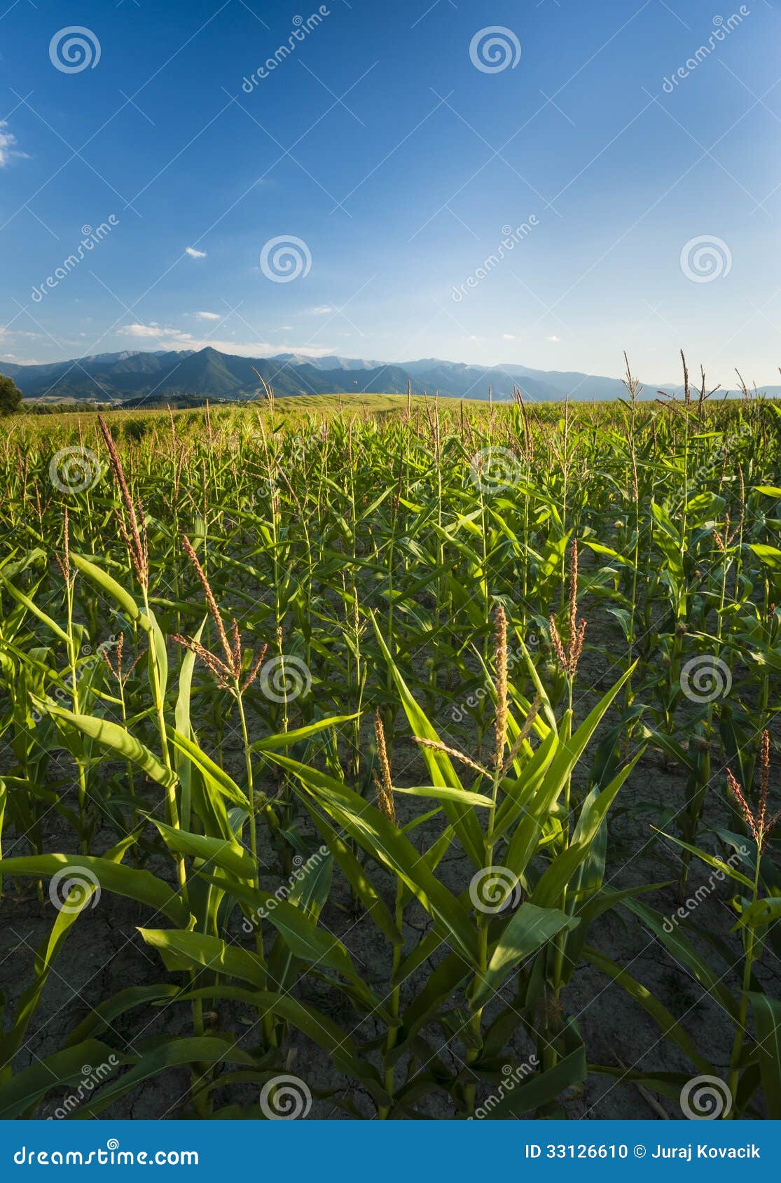 Corn Fileds Detail Vertical Stock Photo - Image of mounrtains, fields ...