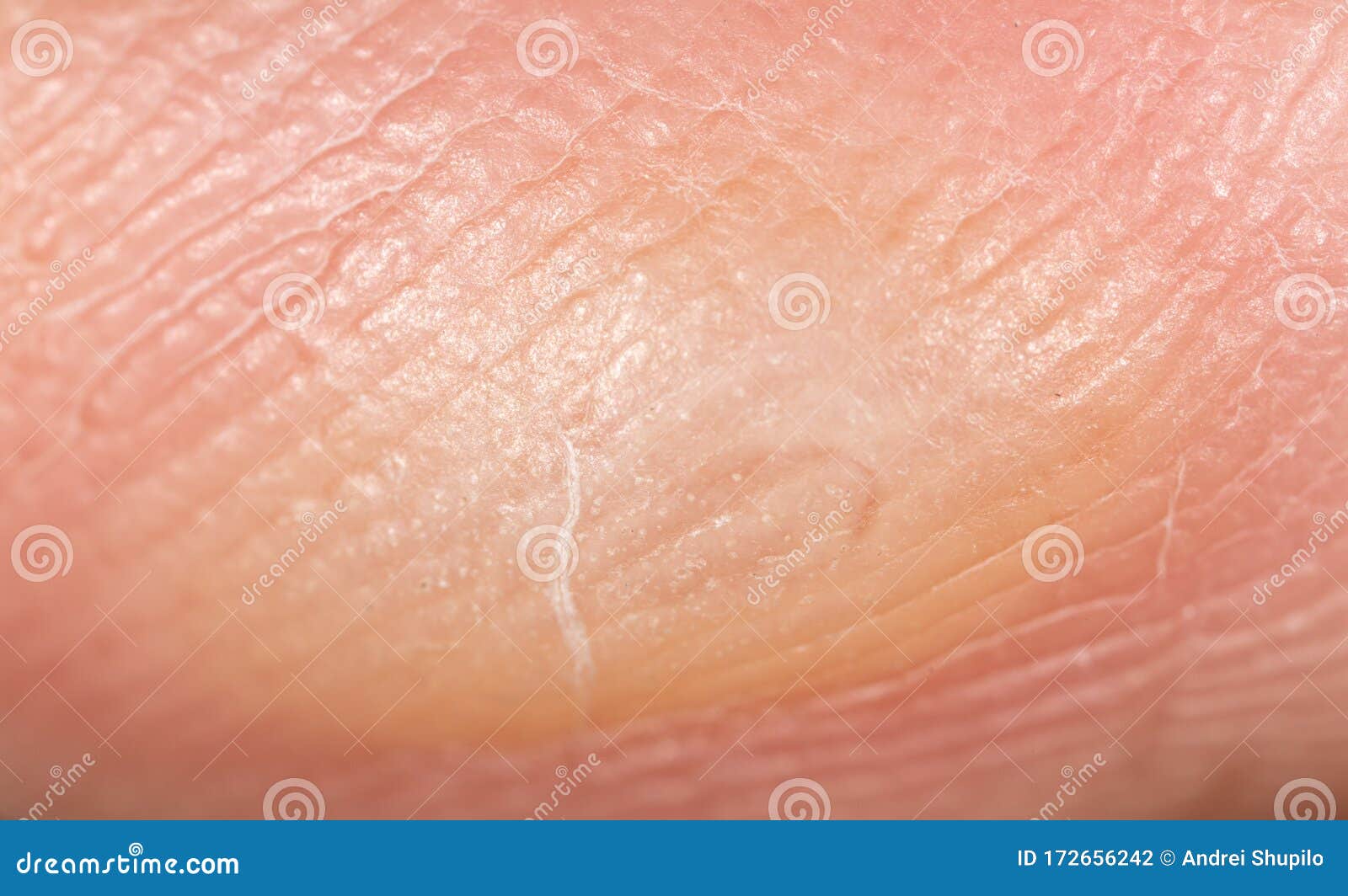 Corn on the Finger As a Background Stock Photo - Image of macro ...