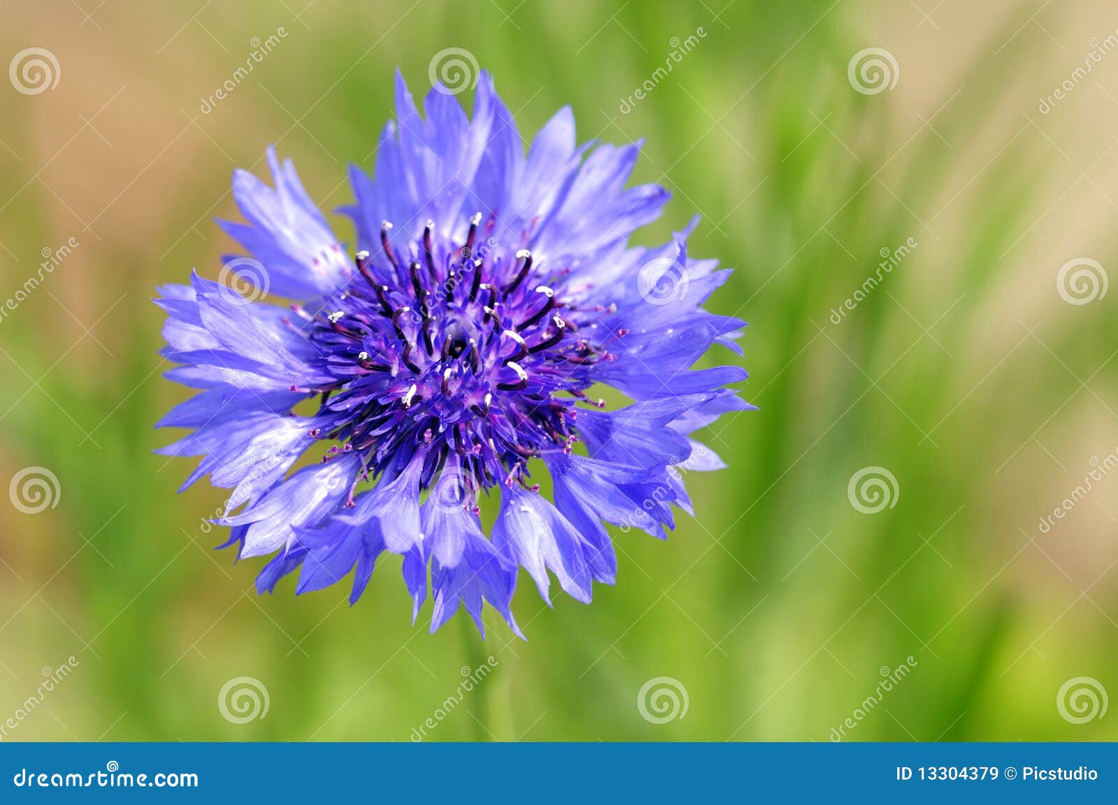 Corn Flower In Indonesian Rice Field Background Royalty-Free Stock ...
