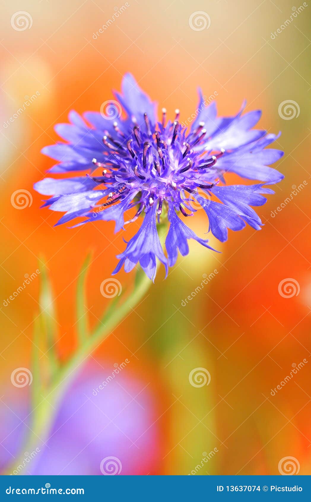 Corn flower stock photo. Image of garden, sunny, nature - 13637074