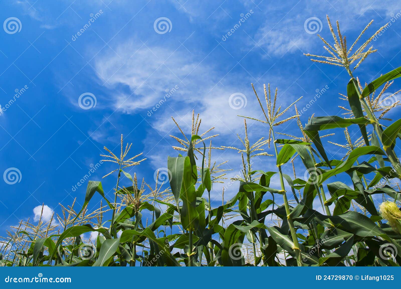 Corn flower stock photo. Image of food, vegetable, farm - 24729870