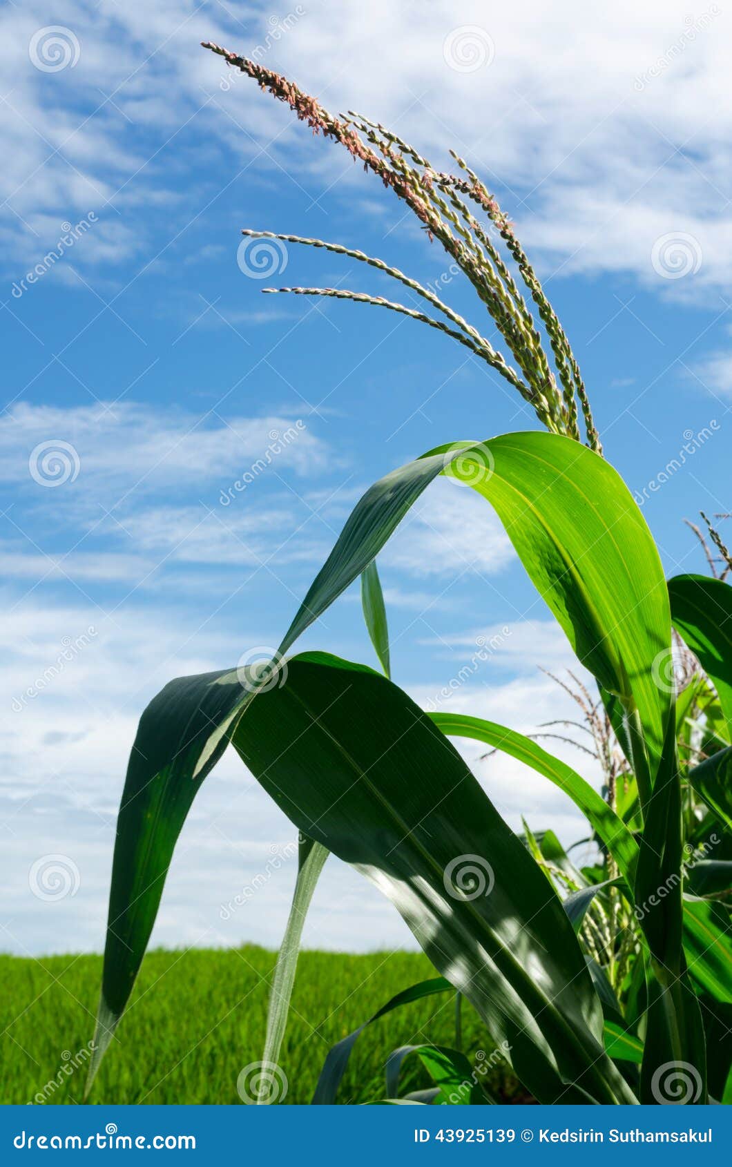Corn Flower in Corn Field on Mountain in Clear Day Stock Image - Image ...