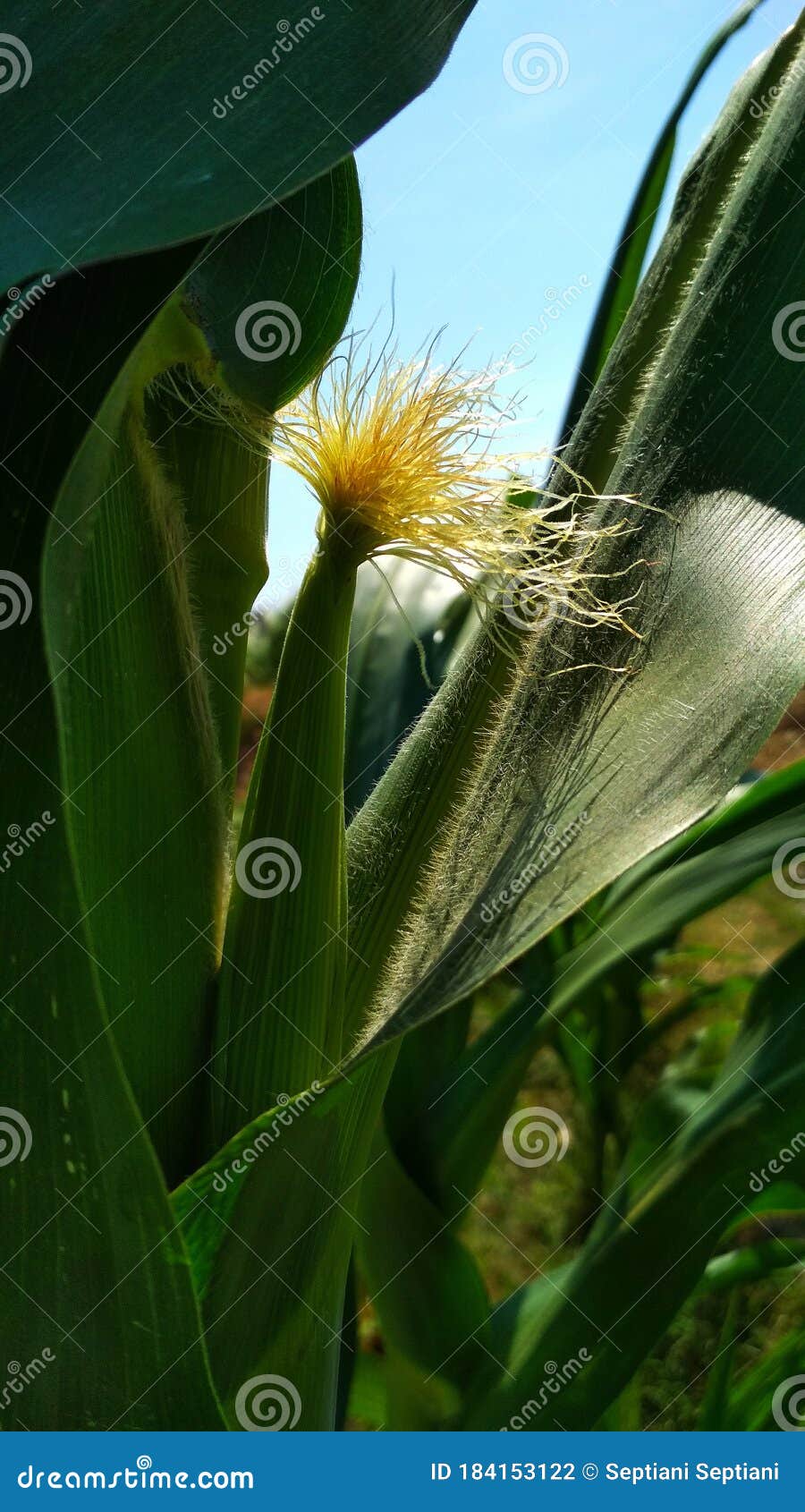Corn flower in the field stock photo. Image of lawn - 184153122