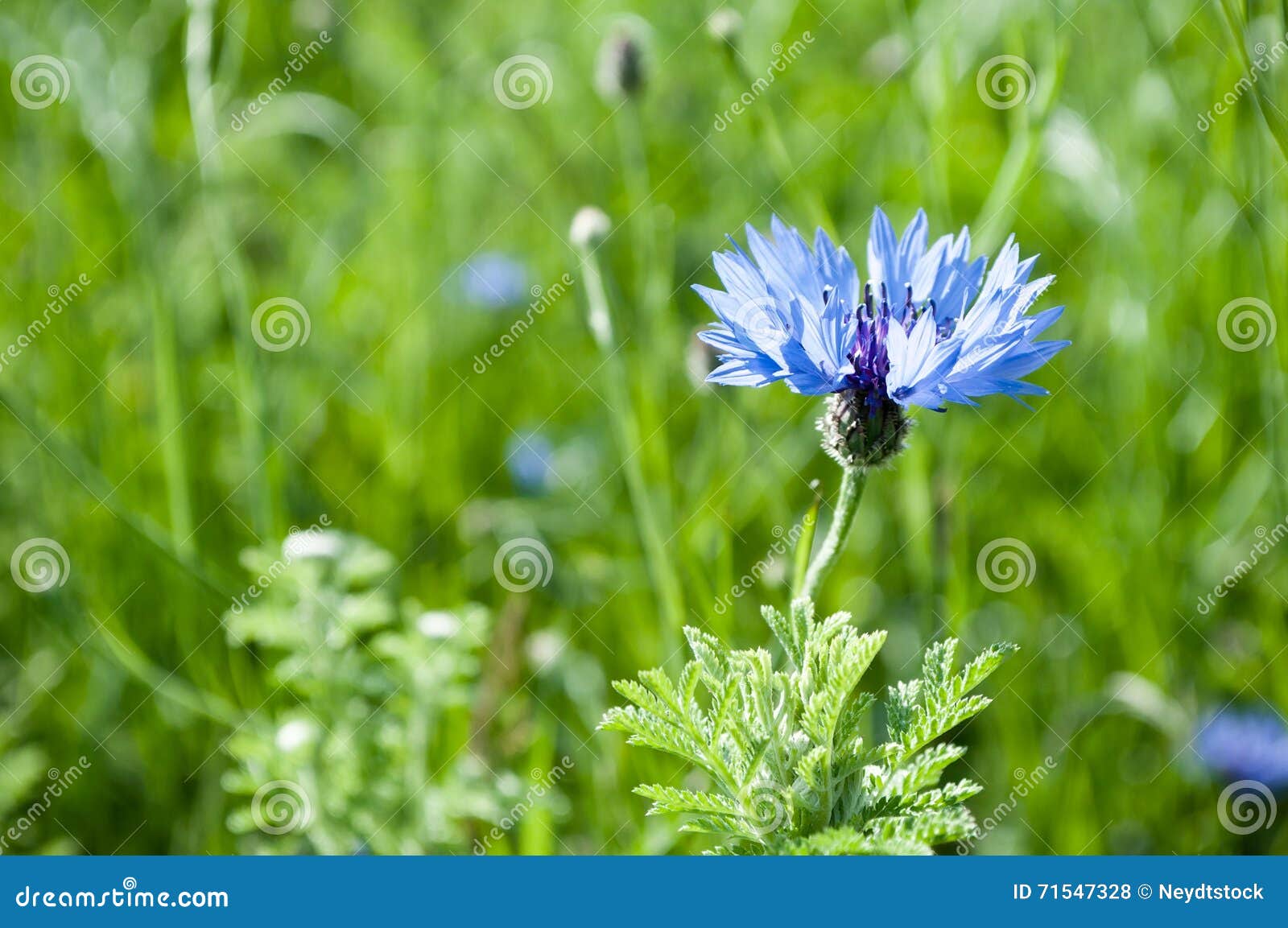 Corn-flower in a Field of Wildflowers Stock Photo - Image of white ...