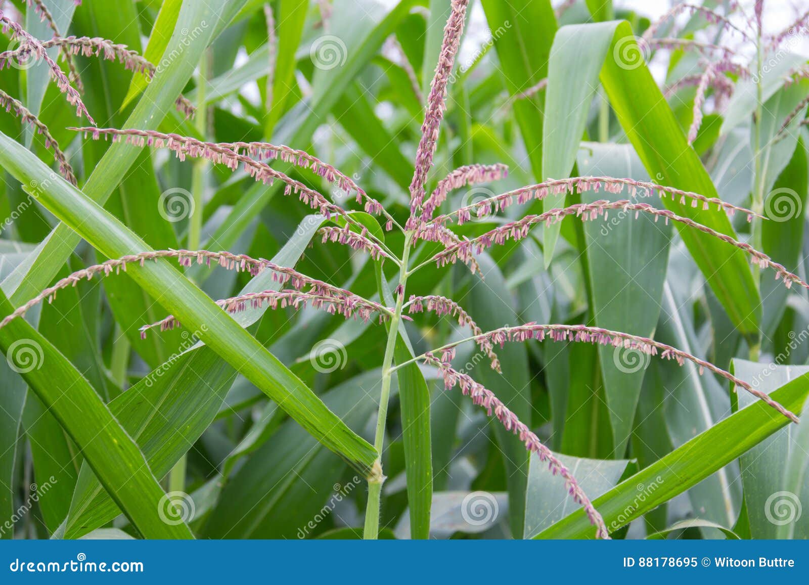 Corn flower stock image. Image of cultivation, food, corncob - 88178695