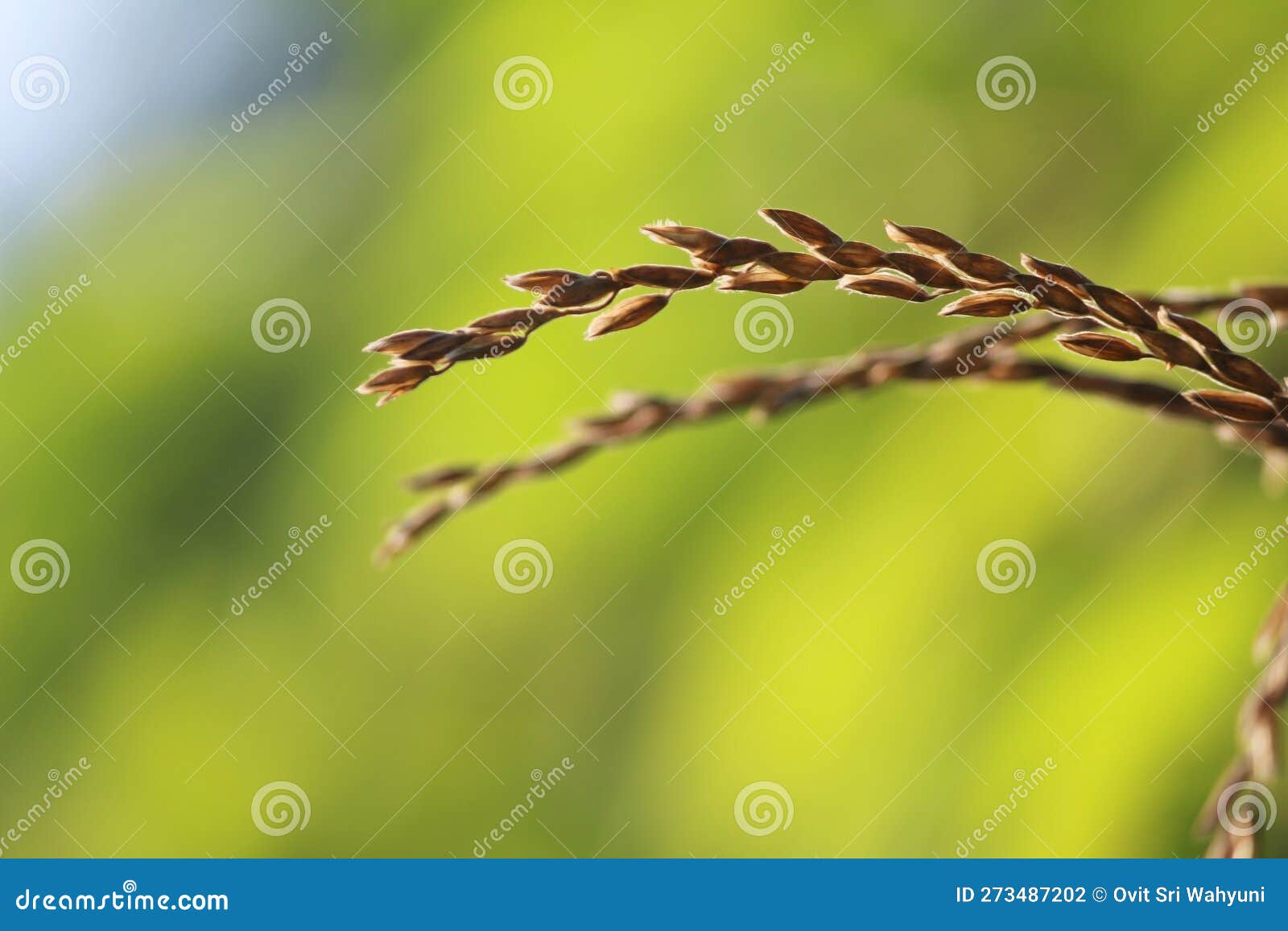 Corn flower closeup stock photo. Image of thorns, lawn - 273487202