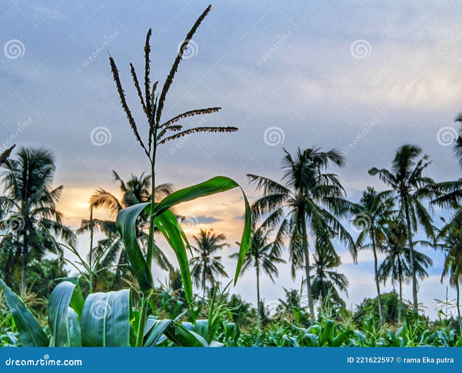 Corn Flower In Indonesian Rice Field Background Royalty-Free Stock ...