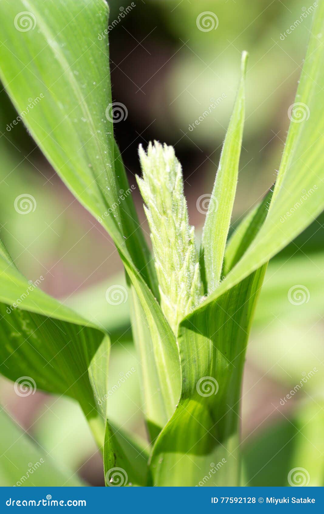 Corn flower stock photo. Image of cultivated, young, green - 77592128