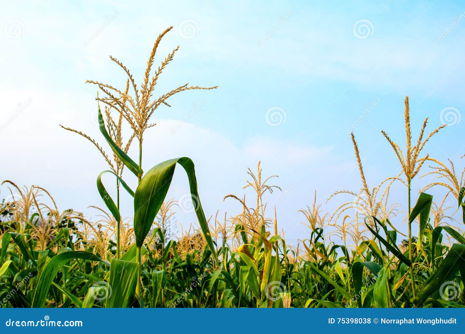 Corn Flower stock photo. Image of crop, passageway, cultivation - 75398038