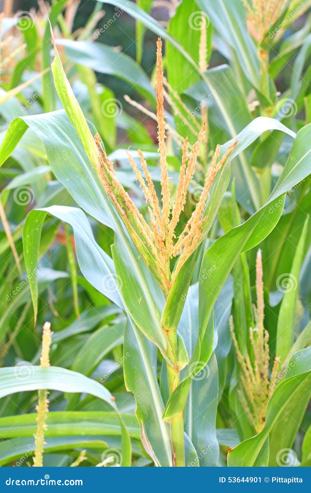 Corn flower stock image. Image of green, growth, corn - 53644901