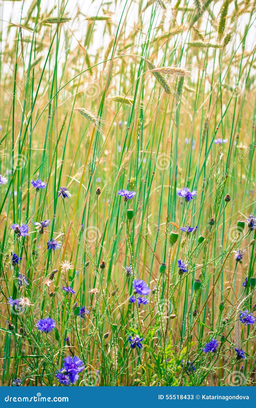 Corn-flower in wheat field stock image. Image of blue - 55518433