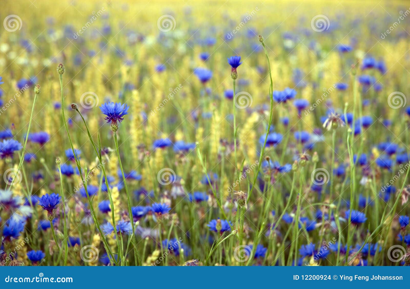 Corn flowers stock photo. Image of autumn, grass, field - 12200924