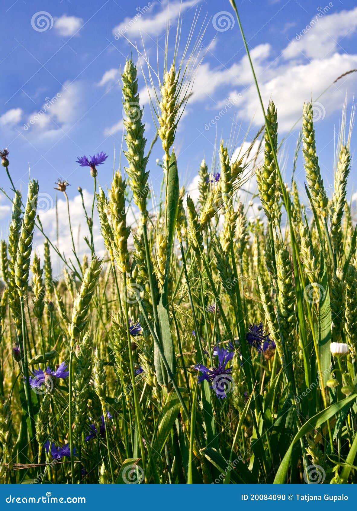 Corn-flowers stock photo. Image of field, corn, farming - 20084090