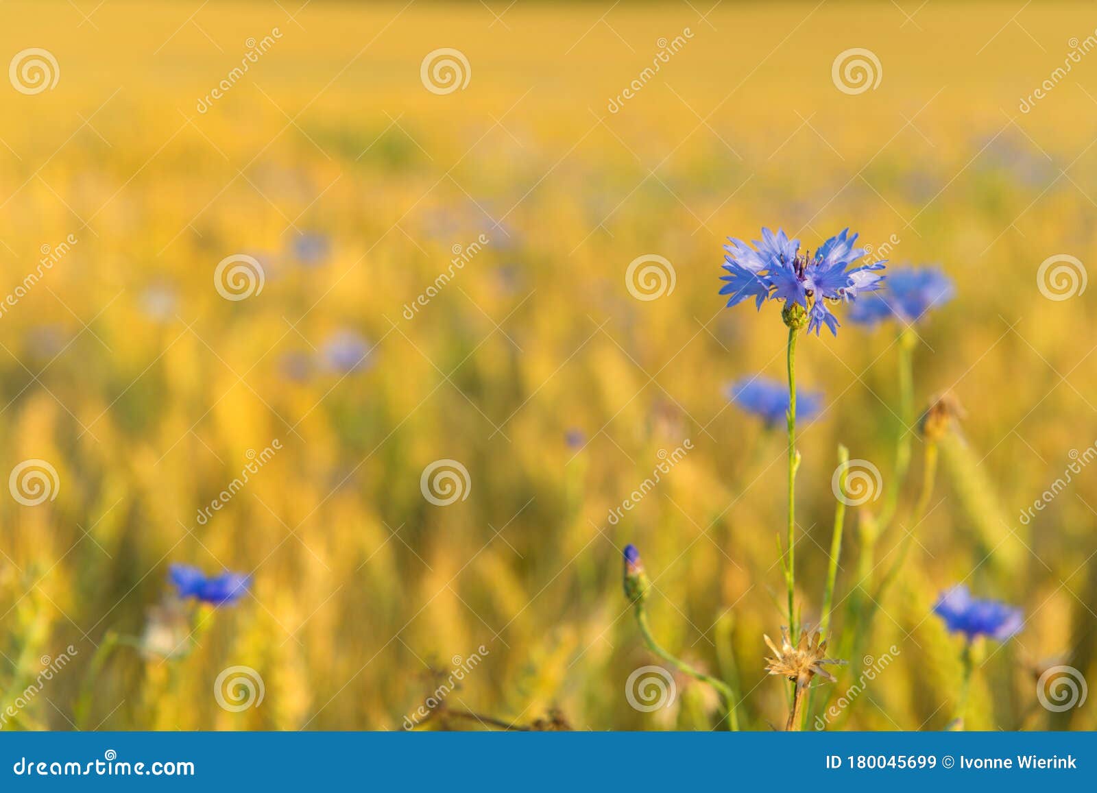 Corn Flowers in Grain Field Stock Image - Image of harvest, yellow ...