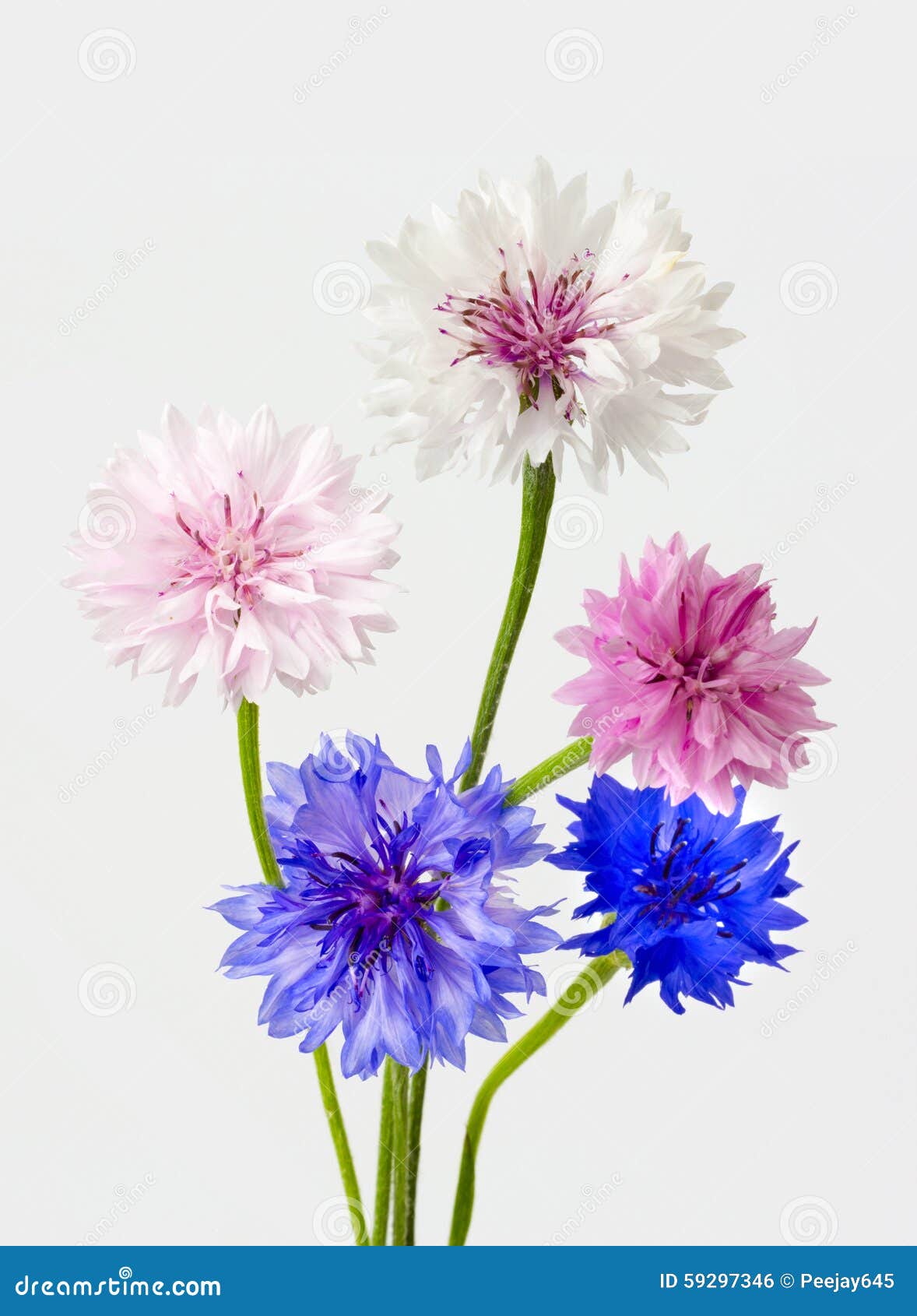 Corn Flowers stock photo. Image of closeups, flower, nature - 59297346