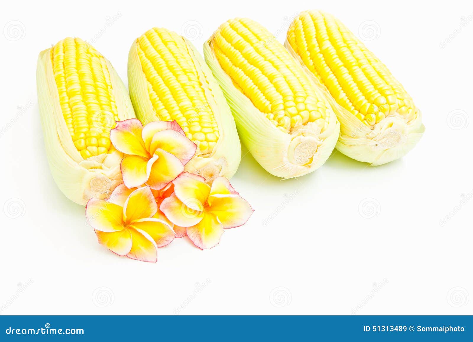 Corn and flowers stock image. Image of food, corn, crop - 51313489
