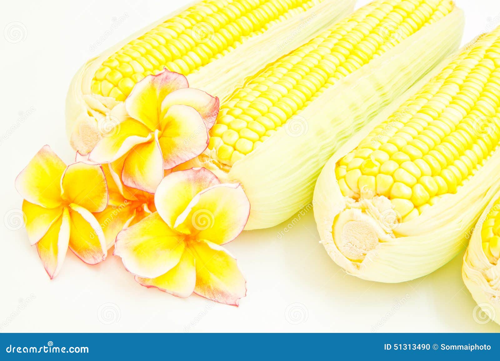 Corn and flowers stock photo. Image of flower, flowers - 51313490